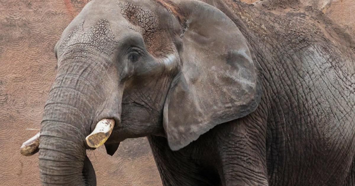 Olifant Aja (55) verliest haar tanden, dierenpark moet haar laten ...