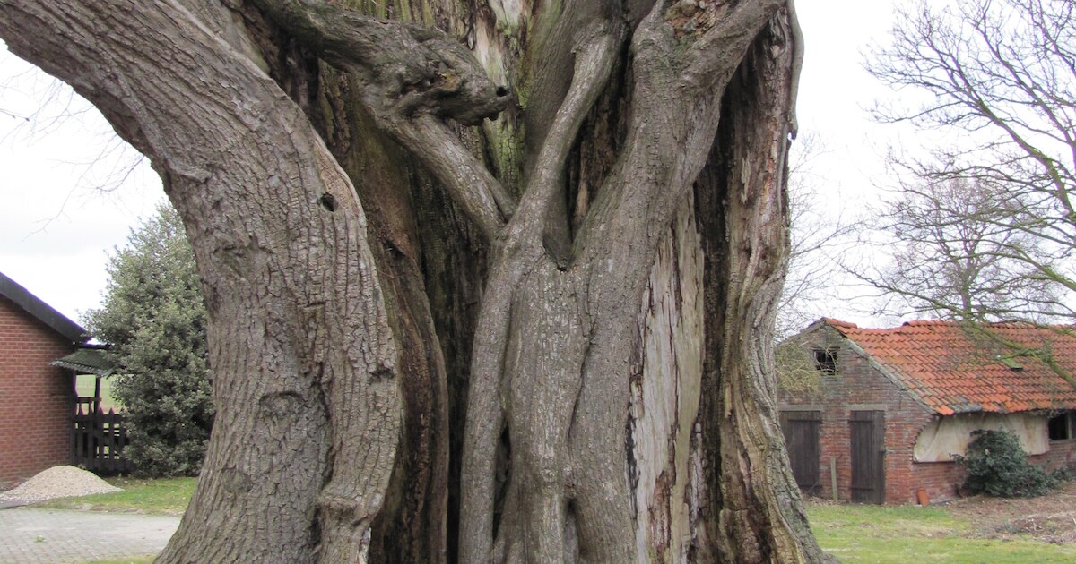 Wie nomineert de duizendjarige linde van Achterberg? | De Vallei ...