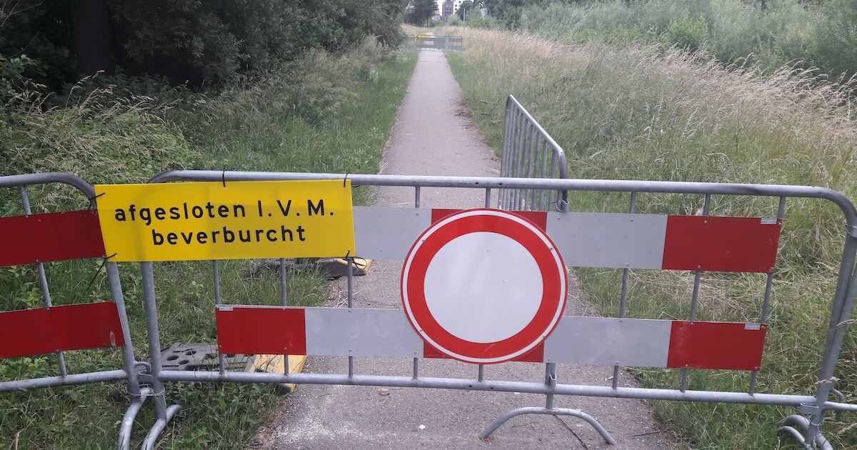 Bever zorgt voor gevaar in De Ward | Lingewaard | gelderlander.nl