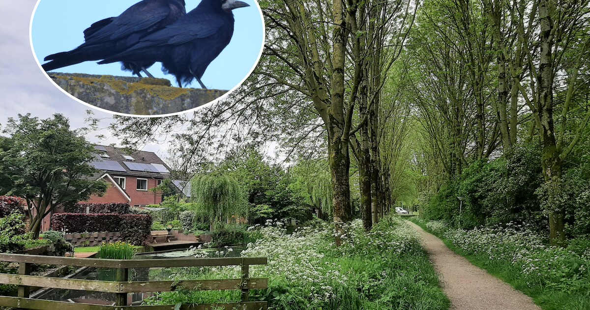 De beschermde roek is in de Achterhoek niet minder dan een plaag ...