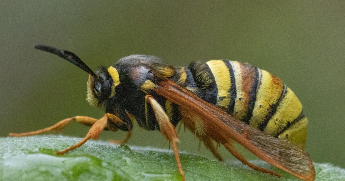 Vreedzame vlinder oogt als gevaarlijke wesp en houdt zijn vijanden zo ...