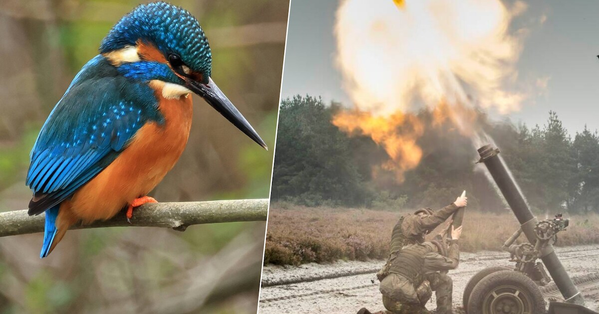 Hoeders van de Veluwe grijpt naar verrassend wapen in strijd tegen ...