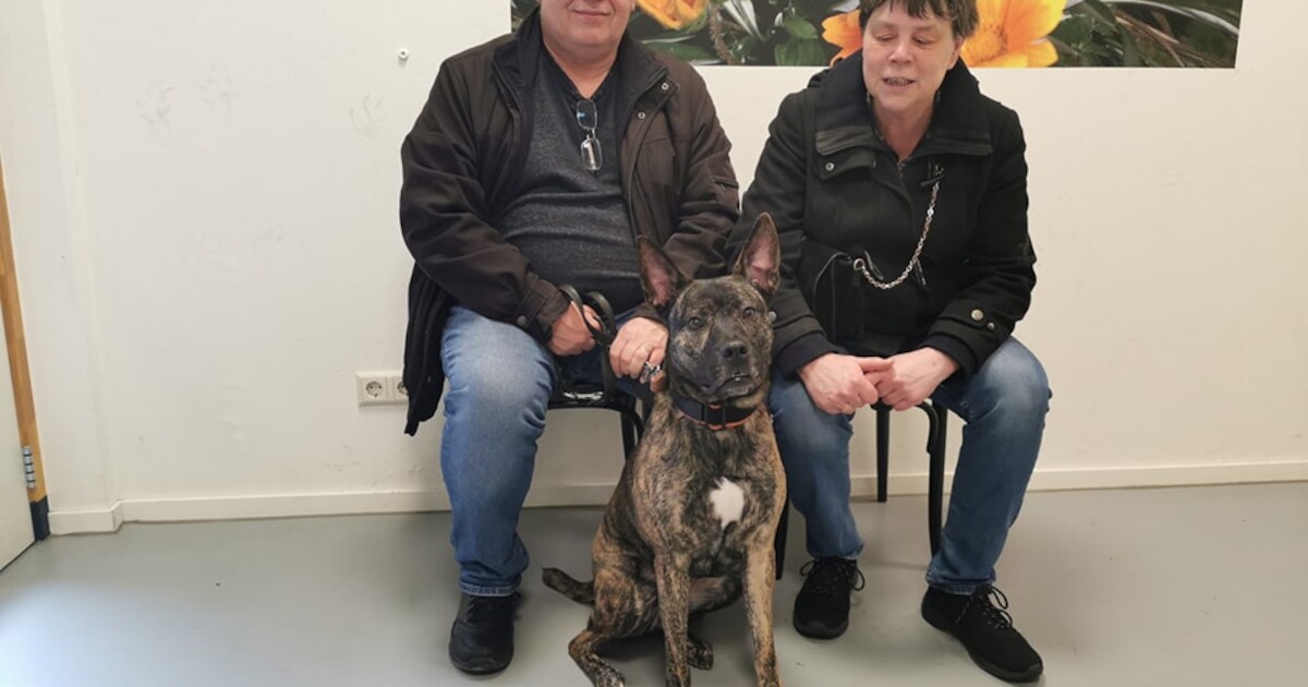 Na anderhalf jaar in het asiel heeft Zinzi eindelijk een warme mand gevonden: ‘Verdriet met ...