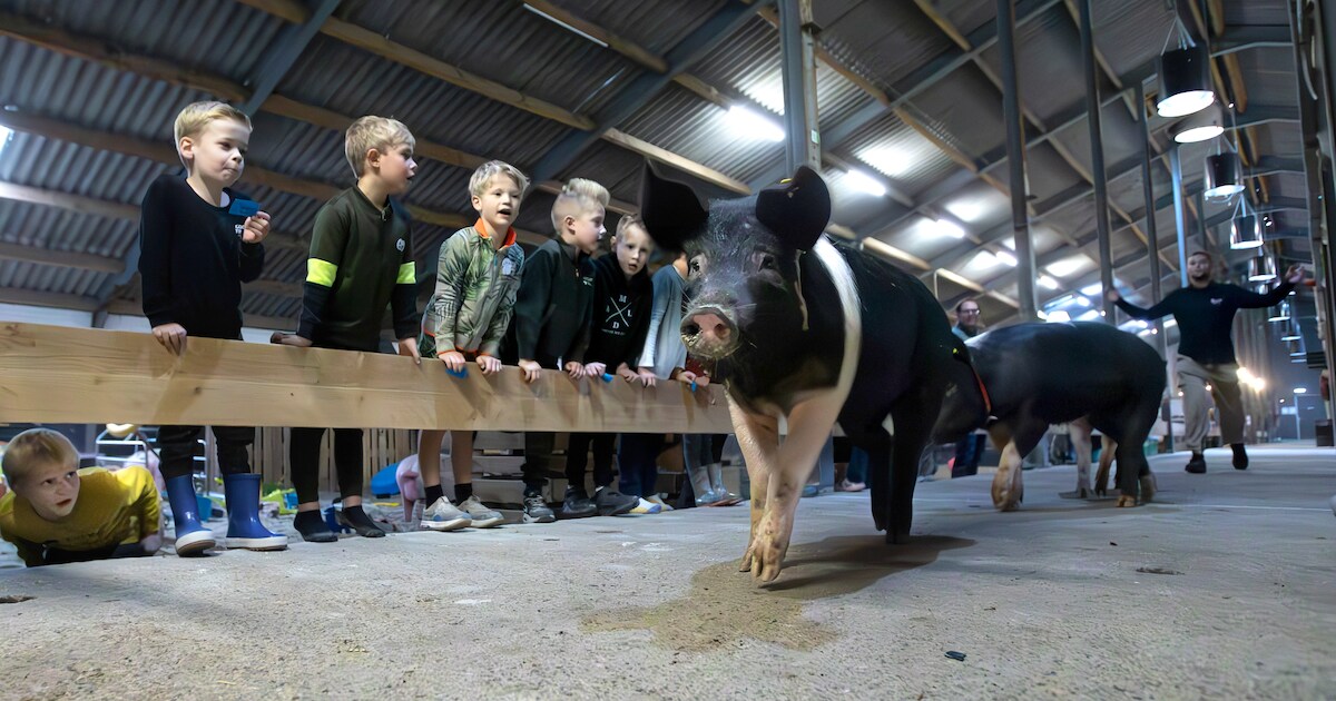 Knorrende biggetjes met aaibaarheidsfactor 10: ‘Wat een schatjes ...