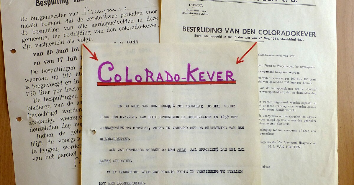 ‘Iedereen verplicht om gif te spuiten tegen de Coloradokever’ | Land ...