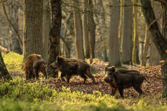 Van edelhert tot hondenbaasje: zo verandert de wolf de Veluwe in rap tempo | Binnenland ...