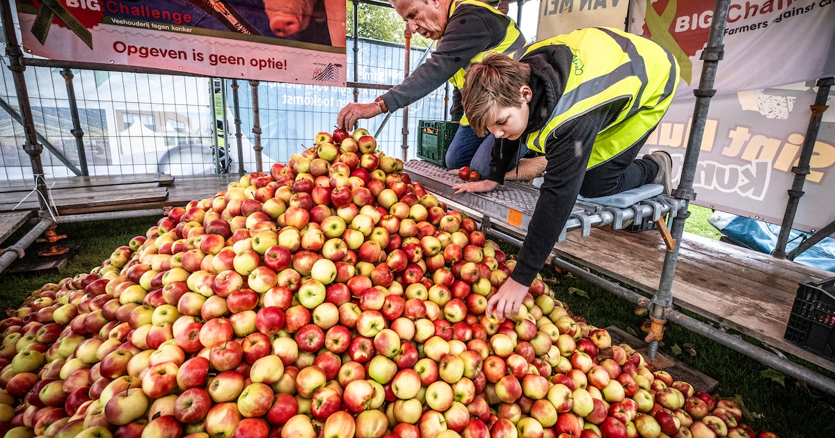 9300 appels op één grote berg: een nieuw wereldrecord in Mill | Land ...