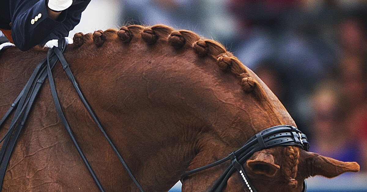 Galahad nieuw olympisch paard Cornelissen | Meer sport | gelderlander.nl