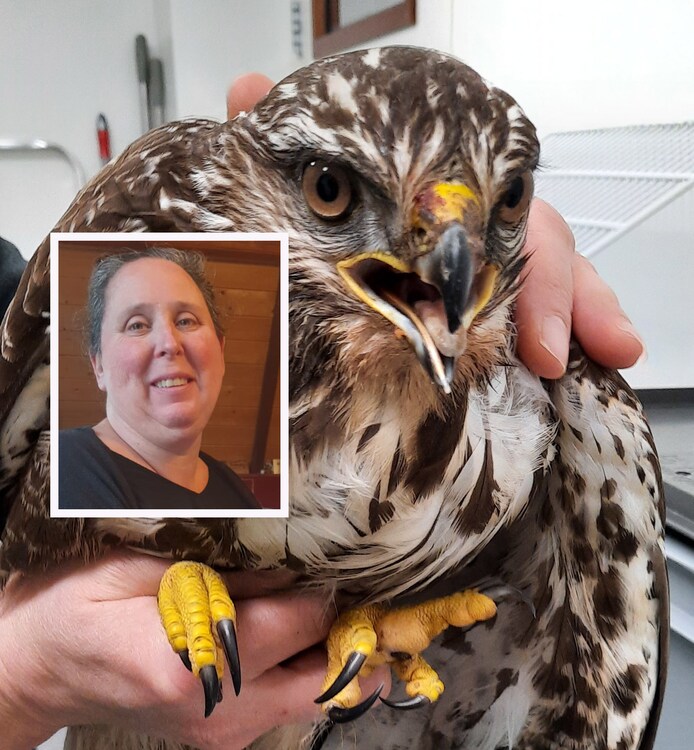 Yvon ontfermt zich over buizerd die kip uit haar tuin pakte: ‘Ik denk ...