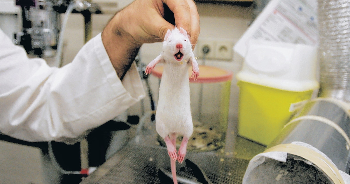 Ooit nam het aantal dierproeven in rap tempo af, nu al paar jaar niet ...