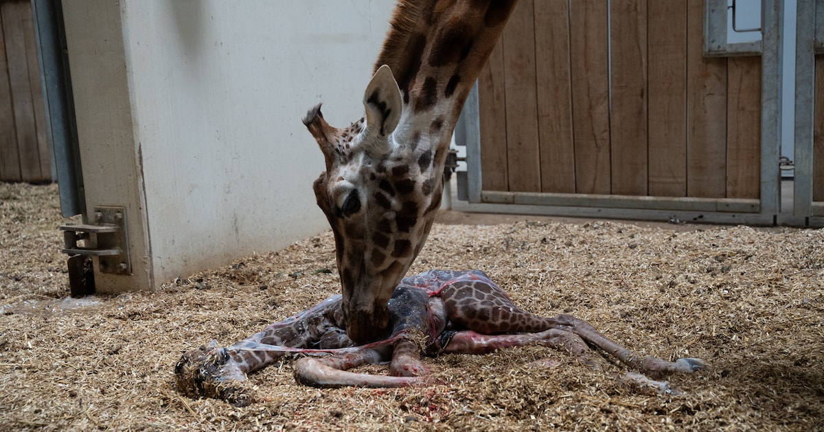 KIJK | Bijzonder: 24-jarige giraffe van Burgers’ Zoo wéér moeder ...