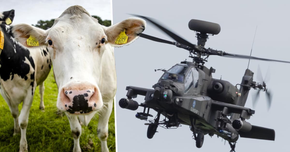 Boer moet koe laten inslapen na militaire oefening met Apache-helikopters | Home | De ...