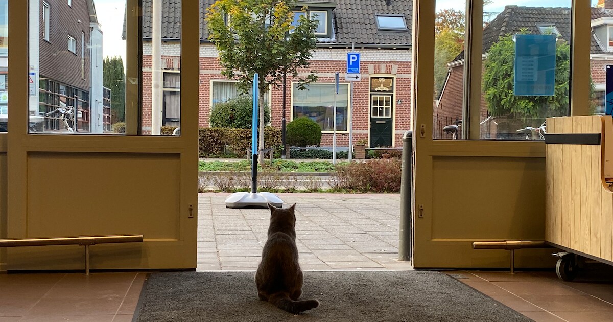 De huiskat van de supermarkt om tegen aan te praten | Ellen Willems ...