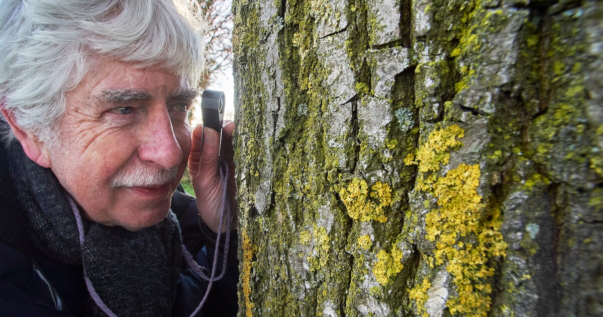 Hoera voor de Maashorst: nieuwe korstmos ontdekt | Maasland ...