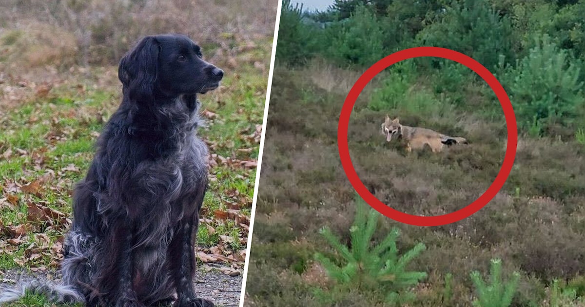 Erik schreeuwt, roept, rent en pakt een stok: wolf laat hond Evi los ...
