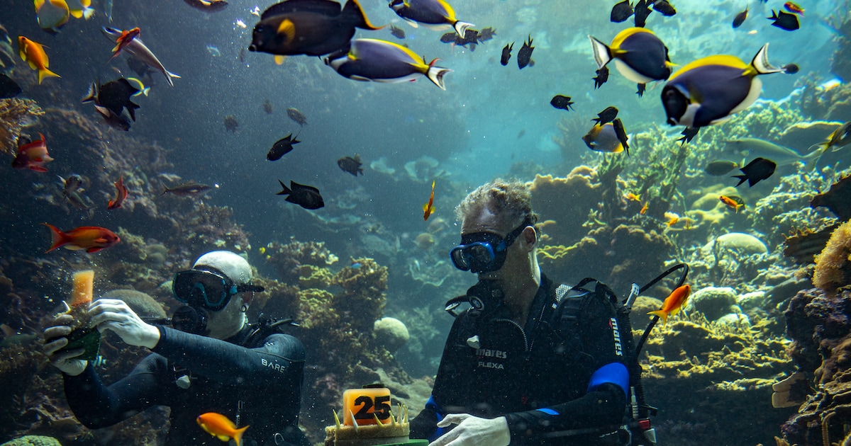 Burgers’ Zoo trakteert koraalvissen op taart | Arnhem | De Gelderlander.nl