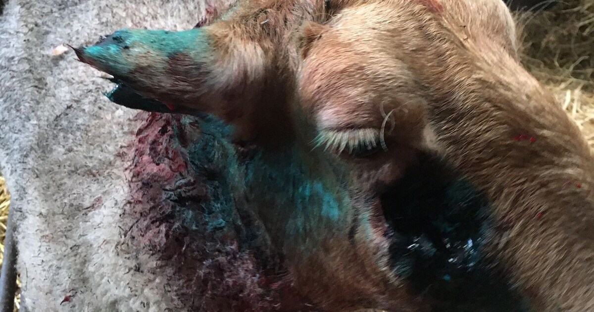 Loslopende hond valt schaap aan; stuk oor eraf gebeten en flinke wond ...