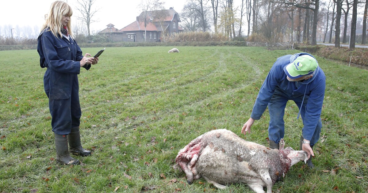 De wolf laat zijn sporen na in de Betuwe: de één juicht, de ander ...