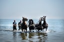 Aafke Boven over haar eiland Ameland: ‘De een vindt slib vies ruiken ...