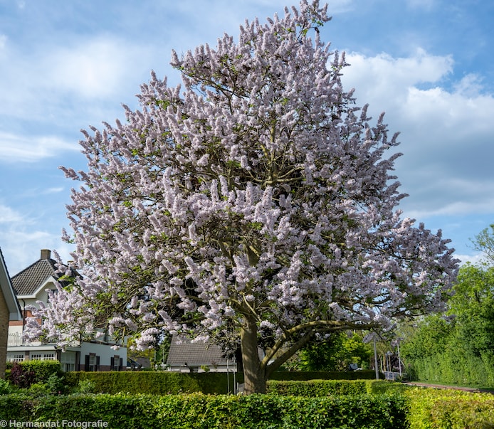 Bomenexcursie door Galamapark met meer dan 100 soorten | Lingewaard ...