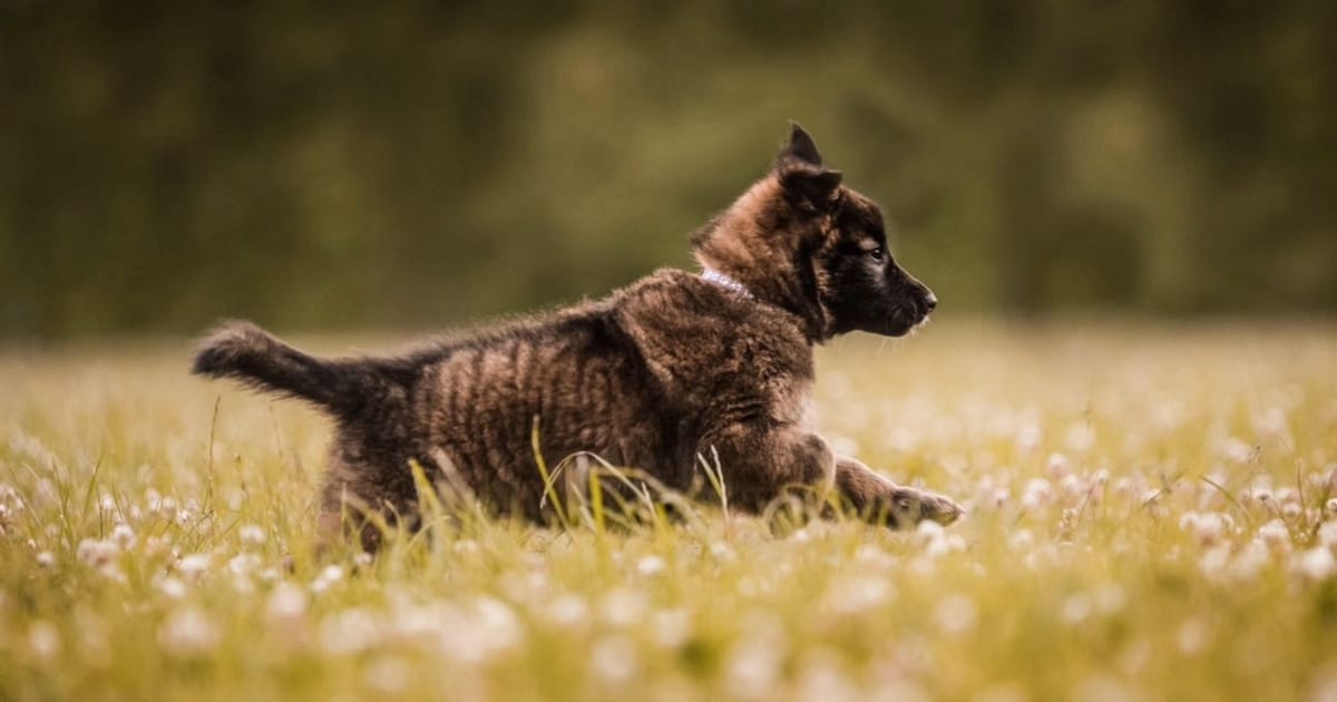 Hoe een ruzie over puppy Thezz tot een rechtszaak tussen moeder en ...