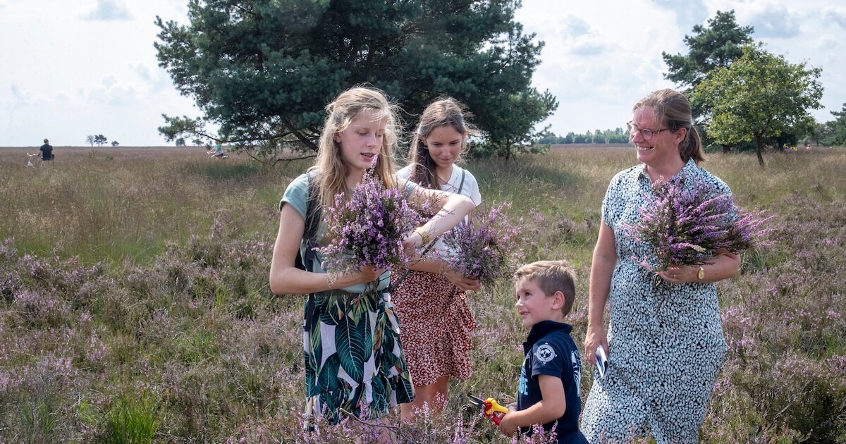 Je eigen bosje hei plukken op de Hoge Veluwe | Ede | gelderlander.nl