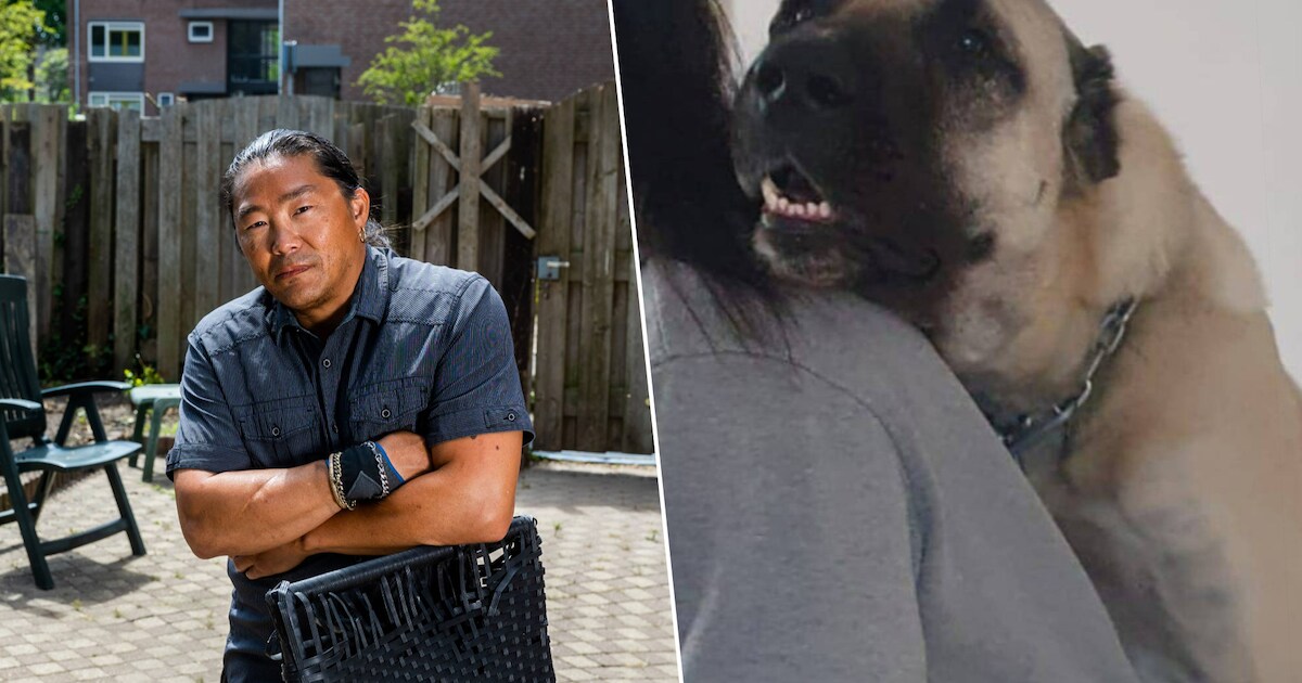 Hond van 70 kilo beet ander dier dood, baasje baalt: ‘Ben bang dat ze ...