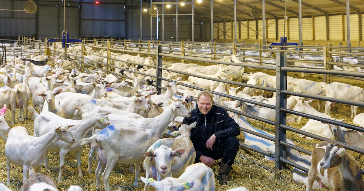 Geitenhouder Hans van Giessen: ‘Ik blijf strijden voor mijn gezin en ...