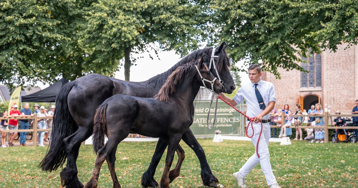 Op de Dag van het Paard heeft ieder zijn eigen favoriet: ‘Allemaal gek ...
