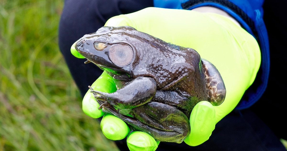 Gevreesde stierkikker aangetroffen in Brabant: zelfs reigers laten hem ...