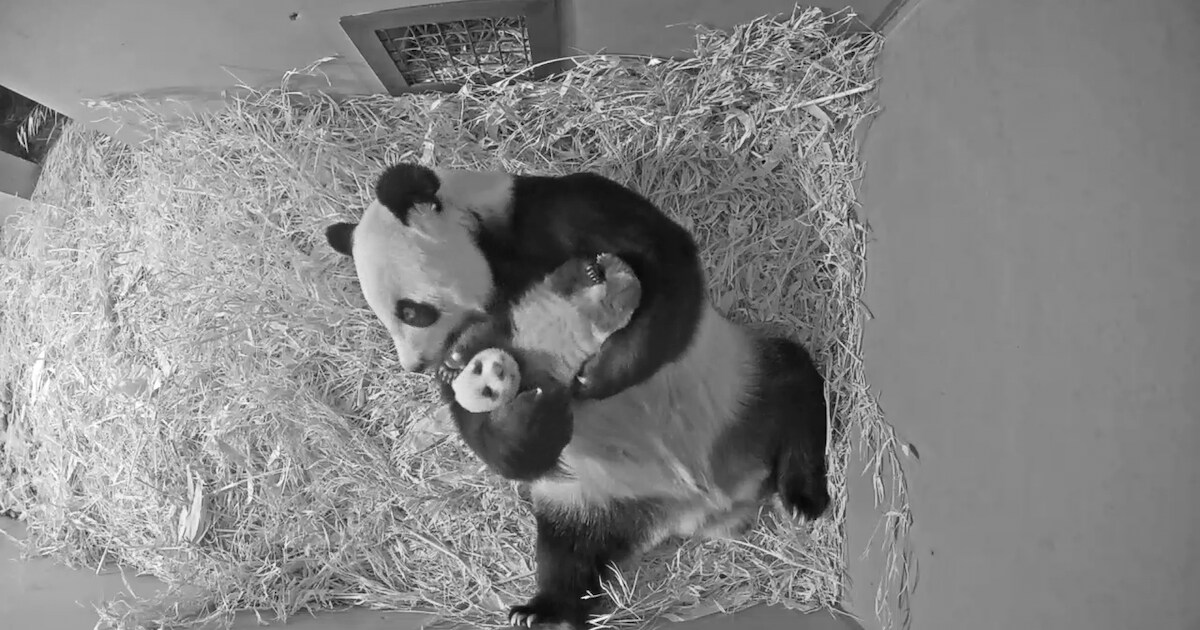Dit moet je zien: babypanda Ouwehands zet eerste wiebelige stapjes ...