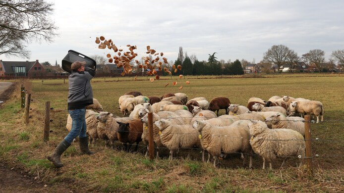 Een lekkere maaltijd voor de schapen | Land van Cuijk | gelderlander.nl