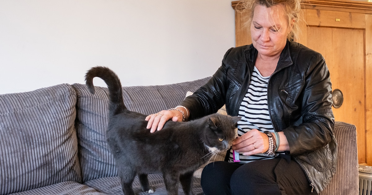 Opluchting voor Liesbeth: vermiste kat George duikt na jaar op ...