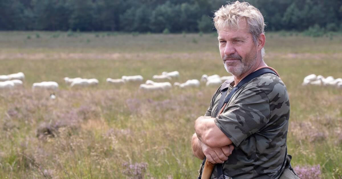 Heeft de schaapsherder nog toekomst op de Edese heide? ‘Je bent nu veel ...