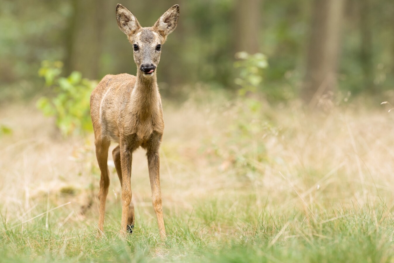 Wat een wildlife! 11 x deze dieren kun je bij Utrecht in het wild ...