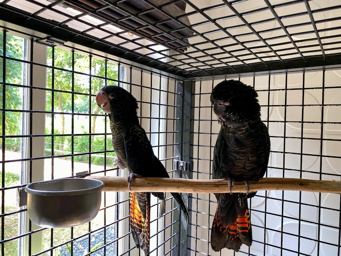 Richard is blij dat z'n ernstig verzwakte vogel Banksy (2) weer veilig ...