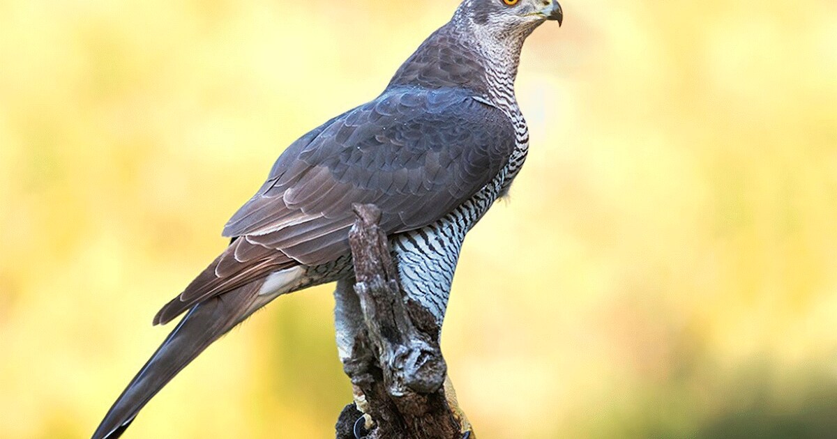 Rob Bos deelt 50 jaar kennis over roofvogels in lezing en film | Nijmegen | De Gelderlander.nl
