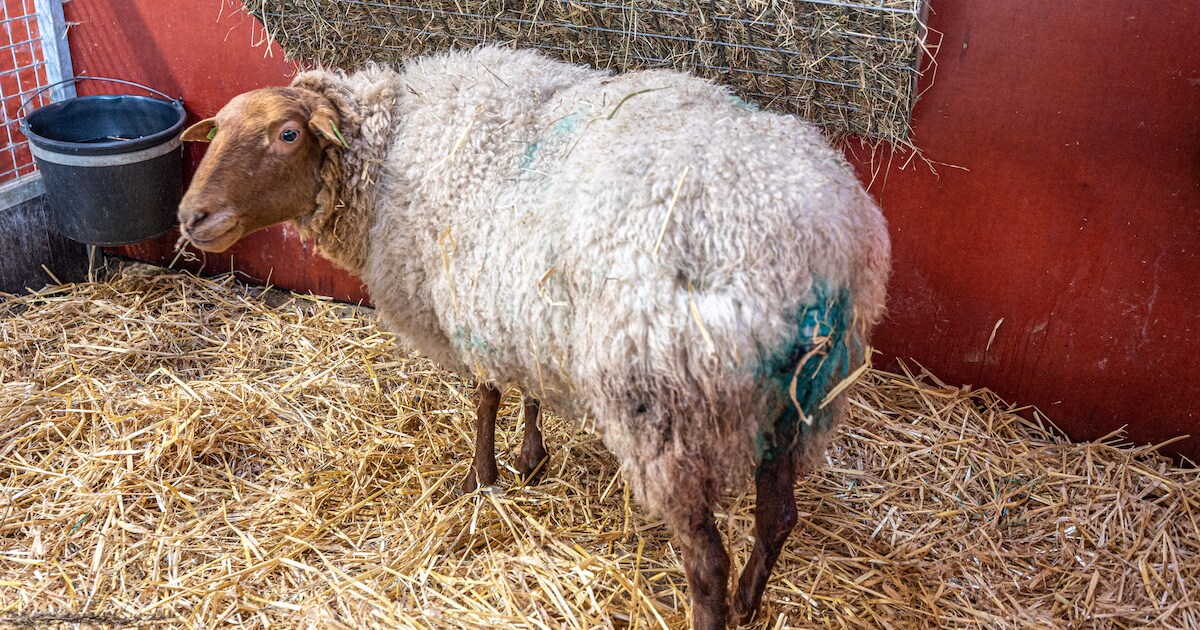 ‘Wolvenonderzoek’ naar dode schapen geeft opheldering: ‘Was voor ons ...