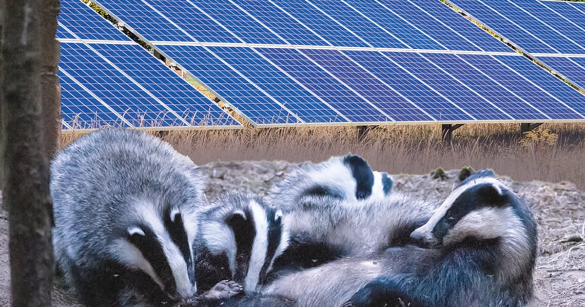 Dassen waren niet het enige probleem voor dit zonnepark: nu zorgt de ...