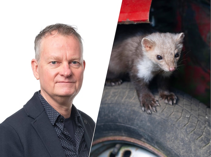 Zo voorkom je dat steenmarters jouw auto kapot maken | Auto ...