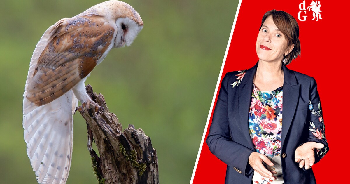 Door de vele regen verdronken veel muizen. Dat maakt kerkuilen ...