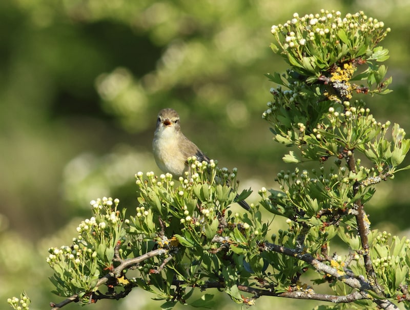Datingdrama in natuur: een op de drie mannetjes fluit volop, maar ...