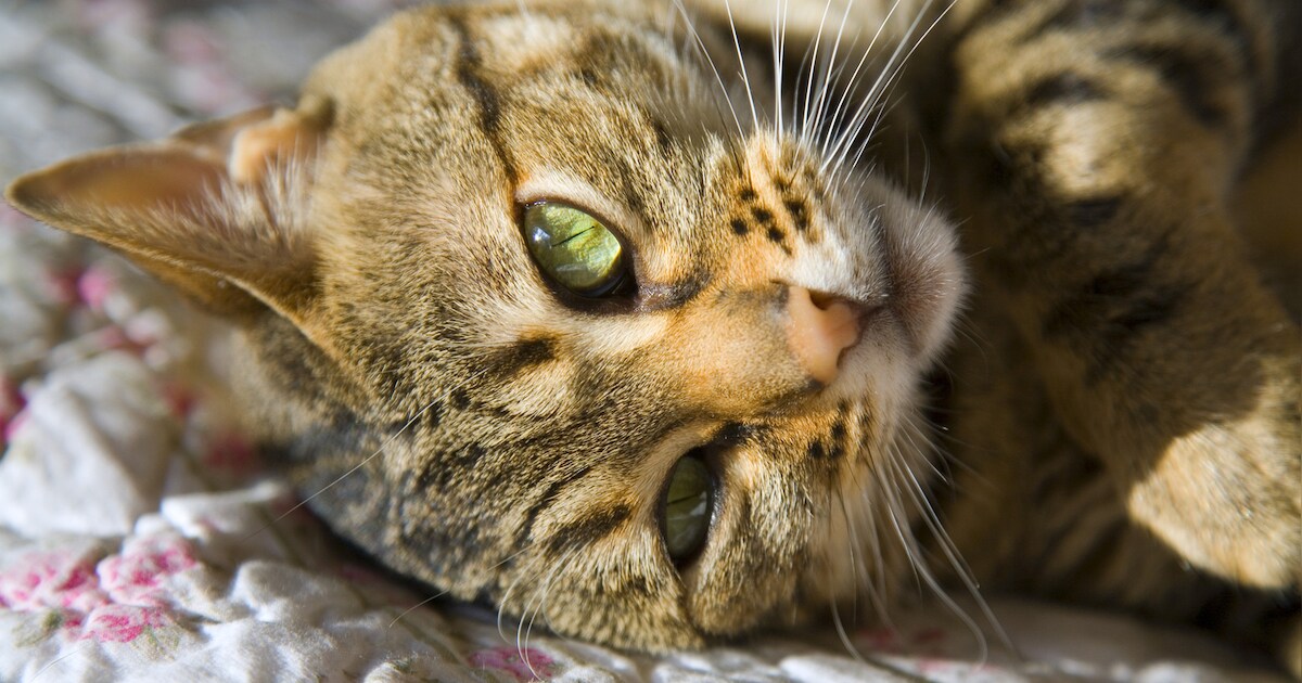 Kattenman moet groot deel van zijn dieren afgeven | Bizar | De ...