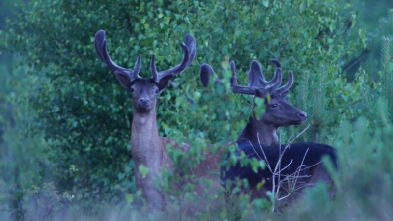 IVN houdt filosofische natuurwandeling op Koningsheide bij ...