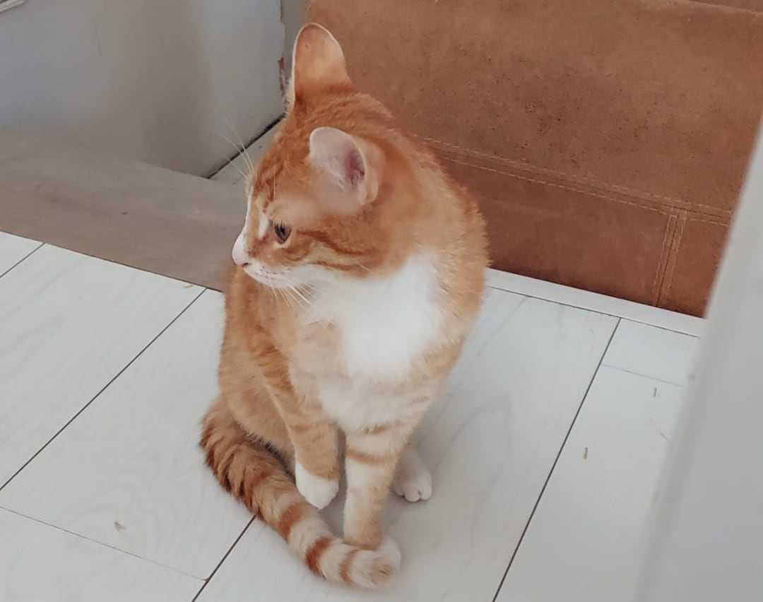 Eigenaar gelooft ogen niet: kater Mickey is na omweg van 181 km opeens ...