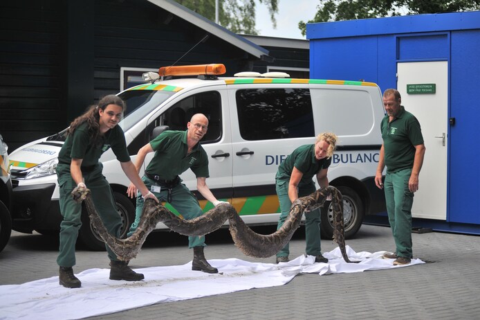 Gigantische wurgslang van bijna 5 meter gevonden langs spoor in ...