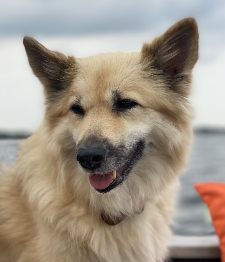Heb jij Simba, Joep of Tijger gezien? Deze 13 huisdieren worden in ...