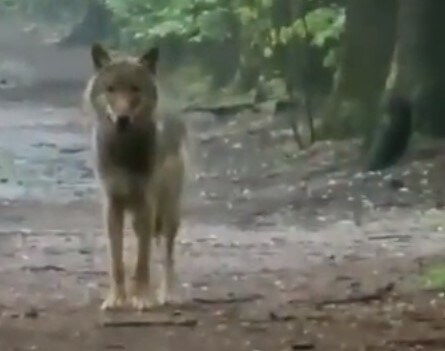 Wandelaars in de ban van de wolf: ‘Mensen die bang zijn, noem ik ...