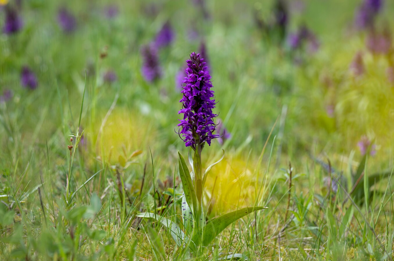 Een te nat voorjaar? De wilde orchidee is het gelukt om toch maar weer ...