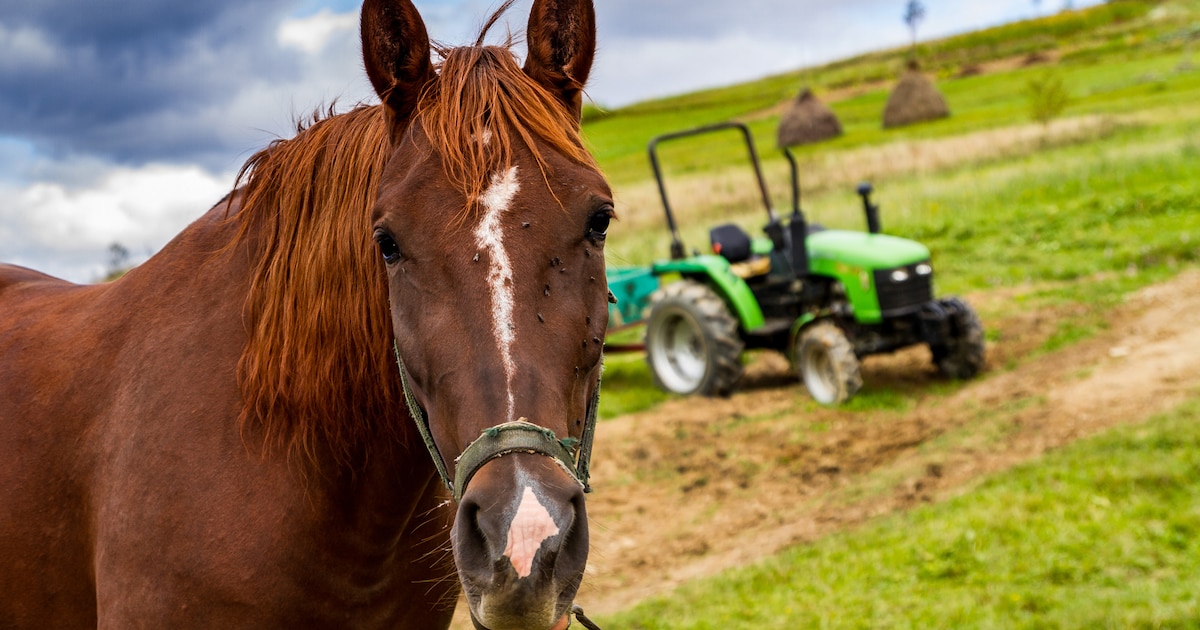 Ziek paard bekneld onder tractor, brandweer helpt boer om dier te ...